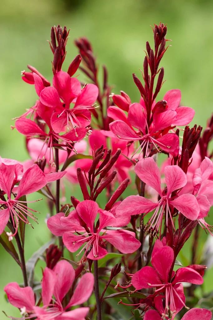 Gaura 'Red' Passionate Blush > Szkółka krzewów Fałdowie